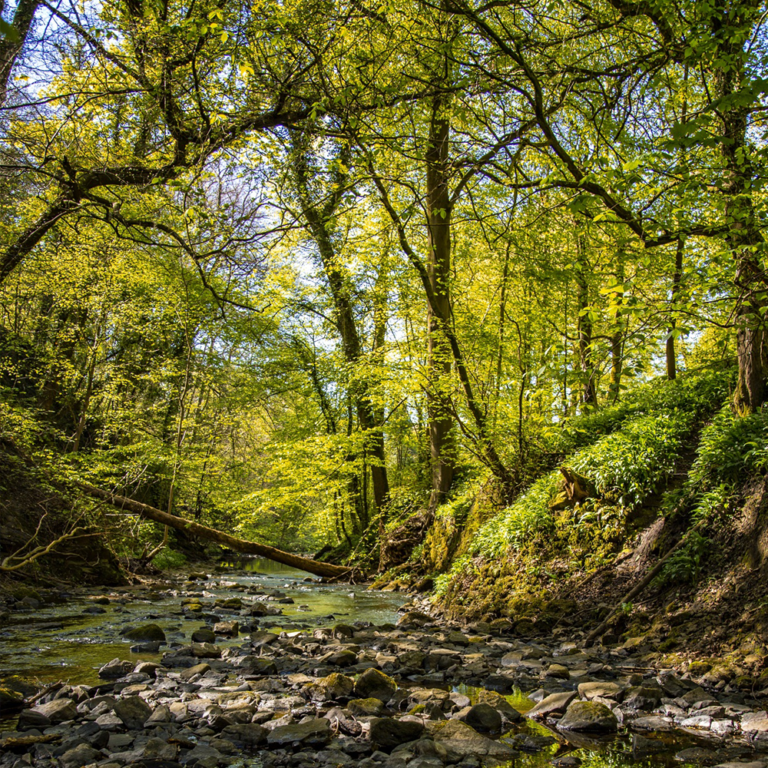 THE WOODLAND TRUST: SKIPTON CASTLE WOODS AUDIOS | Authentic Spark